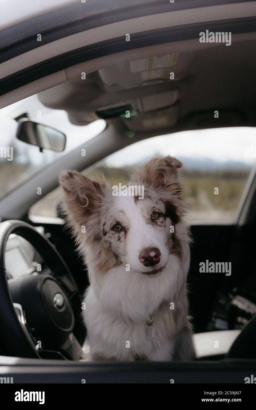 Red Merel Border Collie Puppy looking out the car window Stock Photo ...