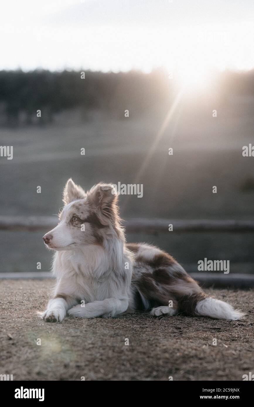 Red Merel Border Collie sunset portrait Stock Photo - Alamy