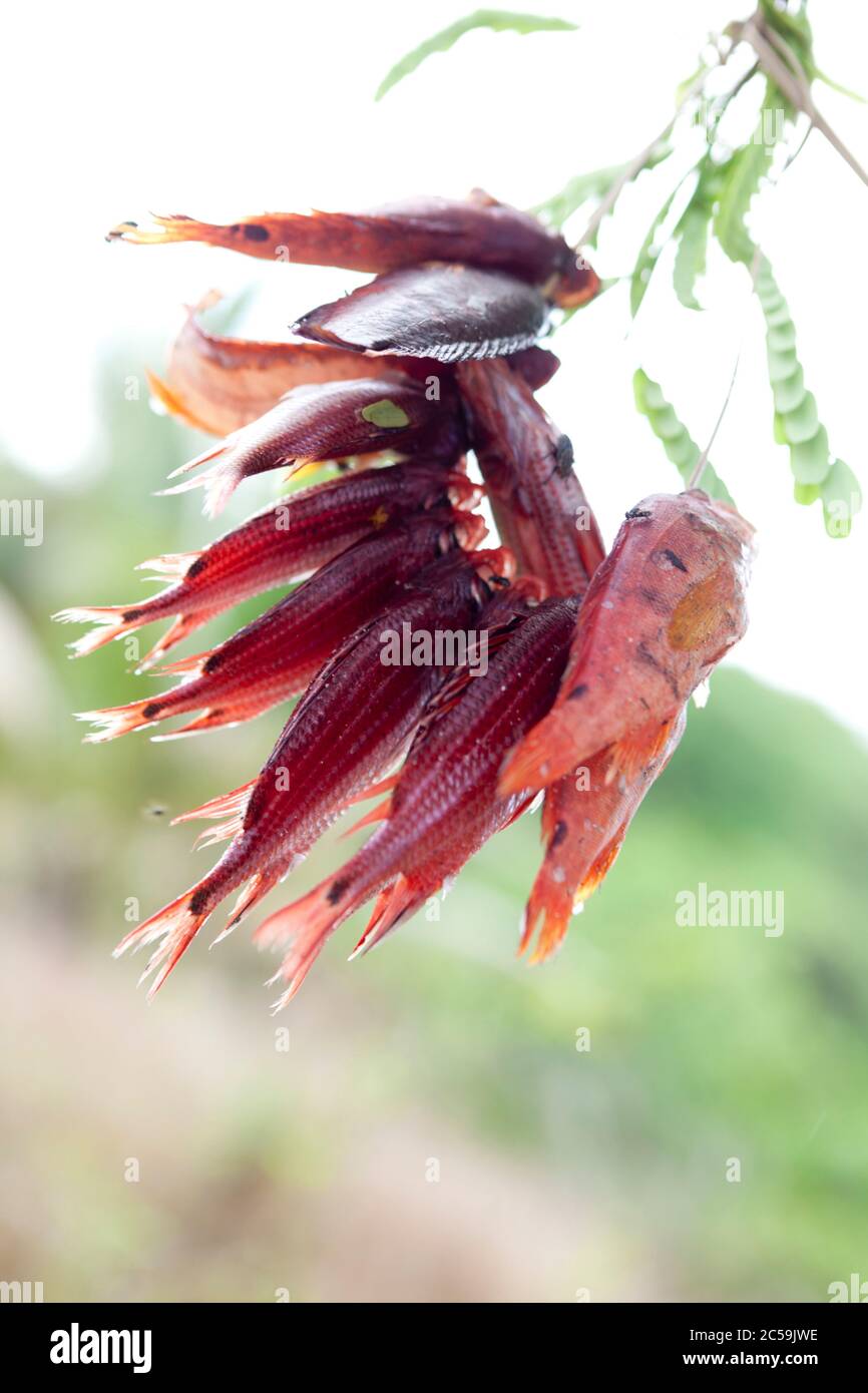 Indonesia, Nusa Tenggara, East Timor, Pantar Island, skewers of small ...