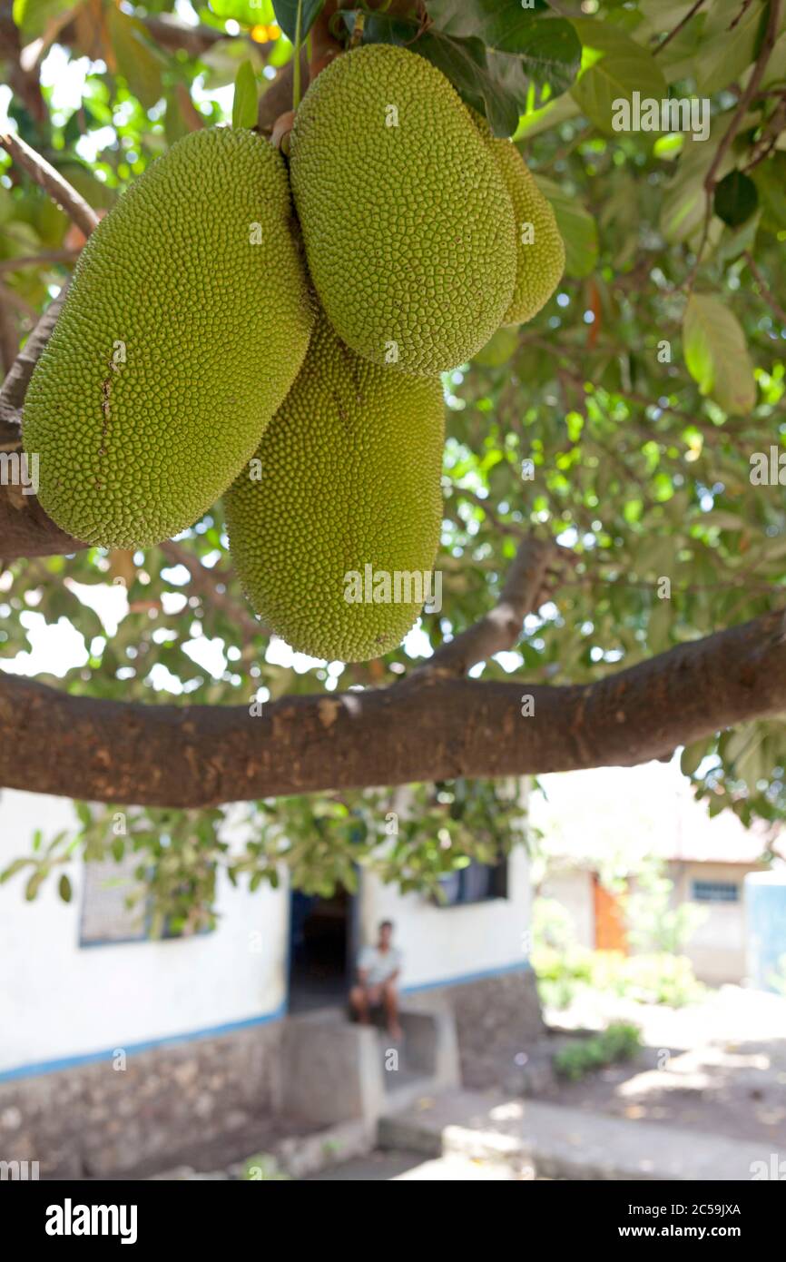 Indonesia, Nusa Tengara, East Timor, Pura Island, Jackfruit ...