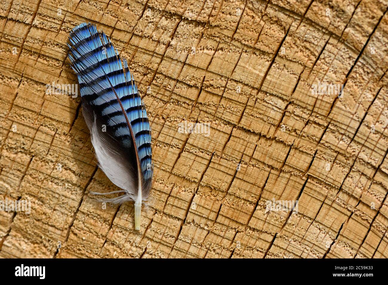 Jay feather hi-res stock photography and images - Alamy