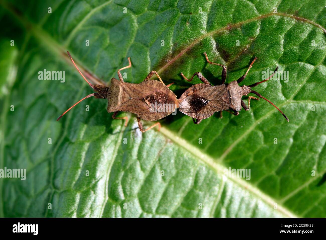 Coreus marginatus mating hi-res stock photography and images - Alamy