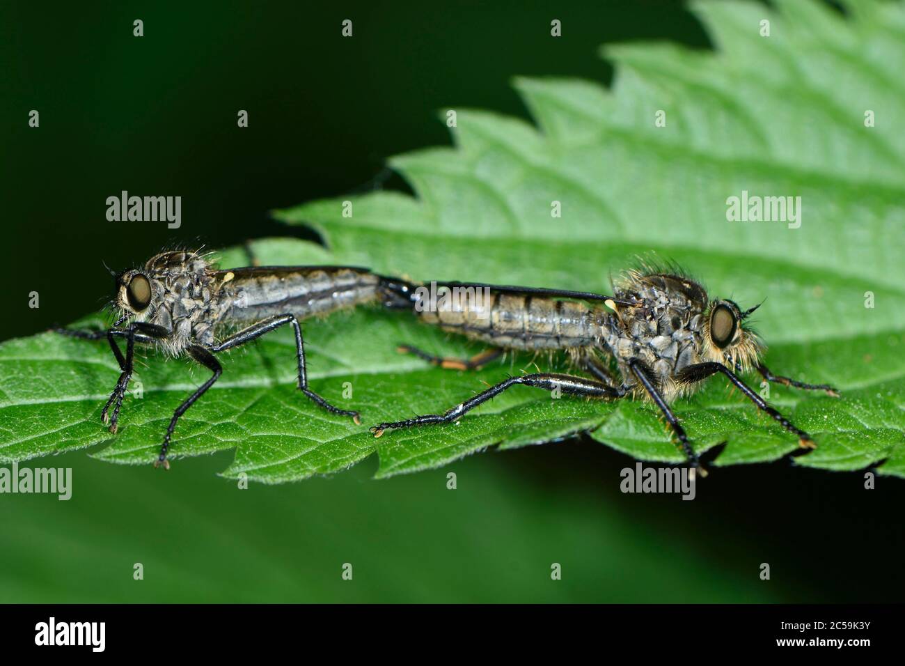 Predatory insect france hi-res stock photography and images - Alamy