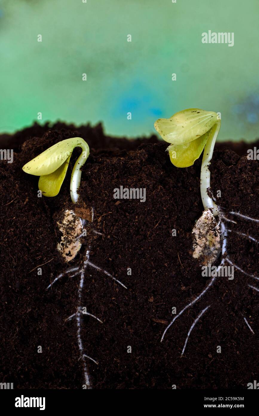 Pumpkin seed cucurbita maxima hi-res stock photography and images - Alamy