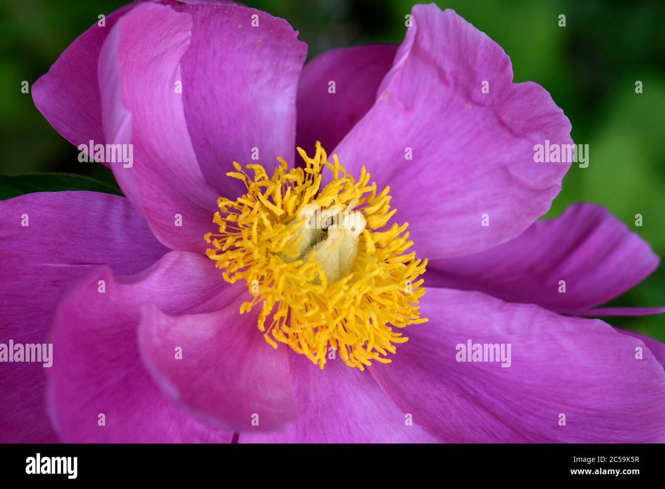 Single flowered peony hi-res stock photography and images - Alamy