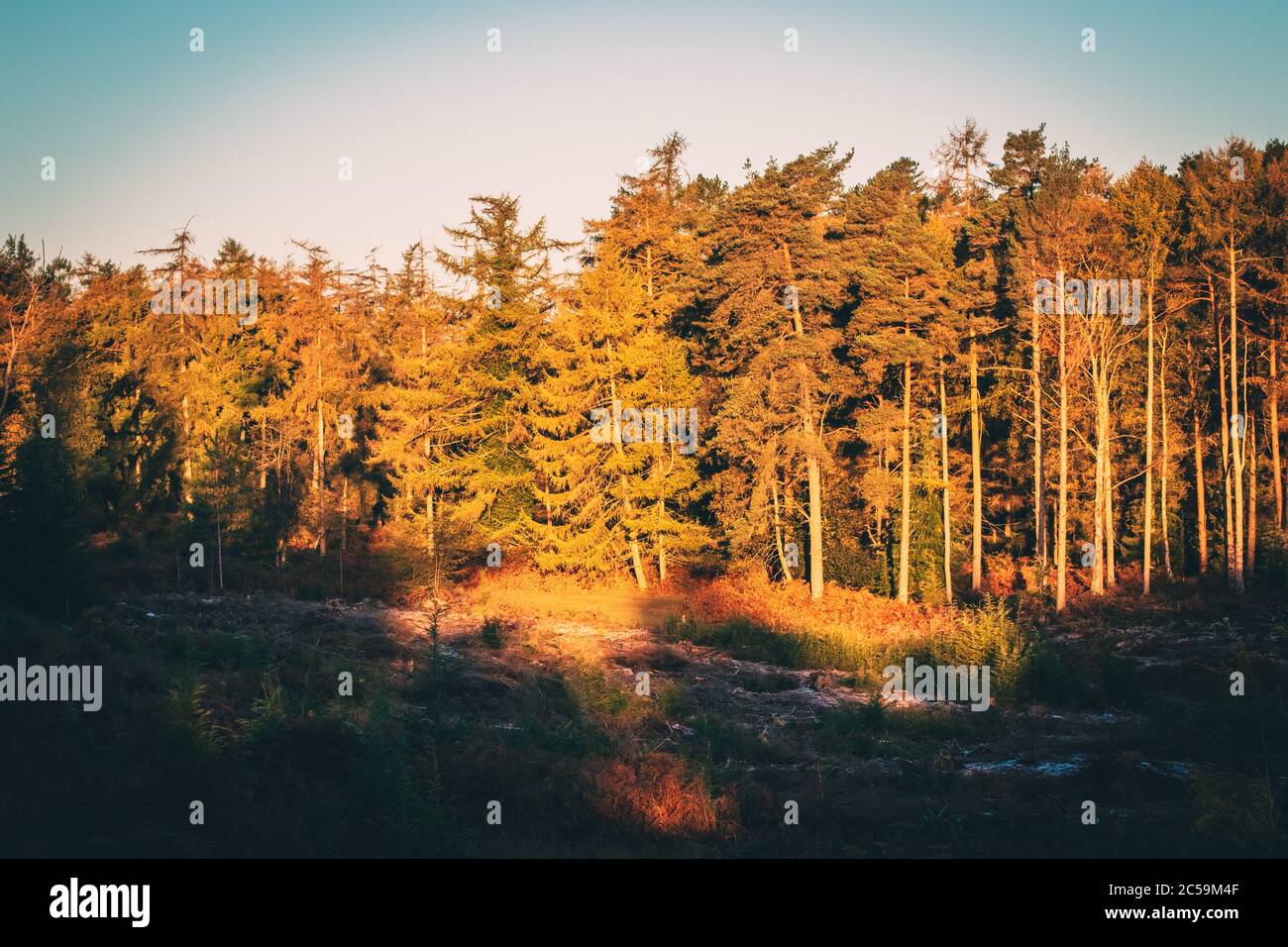 Pine trees in a forest hi-res stock photography and images - Alamy
