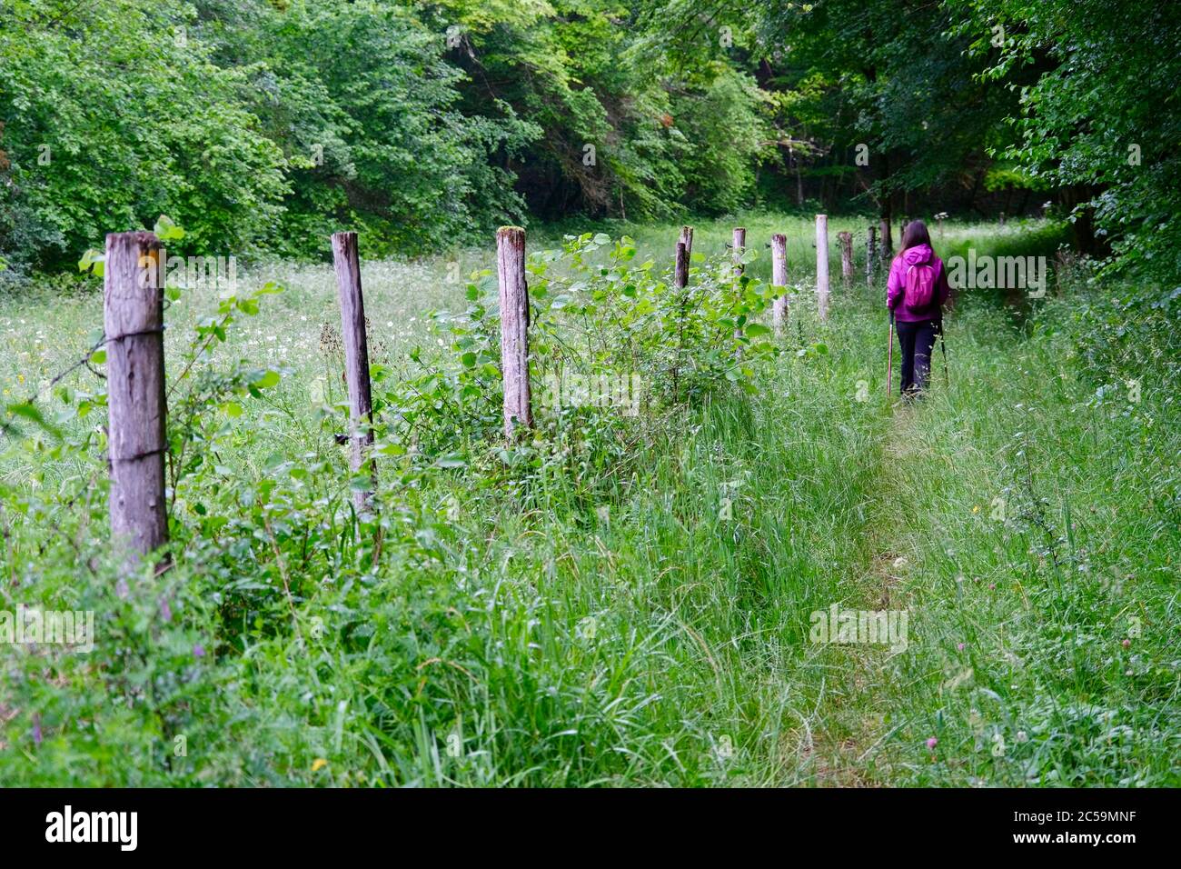 France, Cote d'Or, Val-Suzon, regional nature reserve of Val-Suzon ...