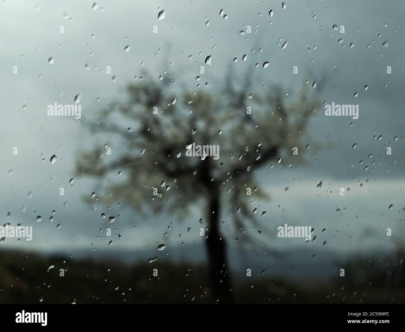 Lonely tree under the rain, viewed thorough wet window Stock Photo - Alamy