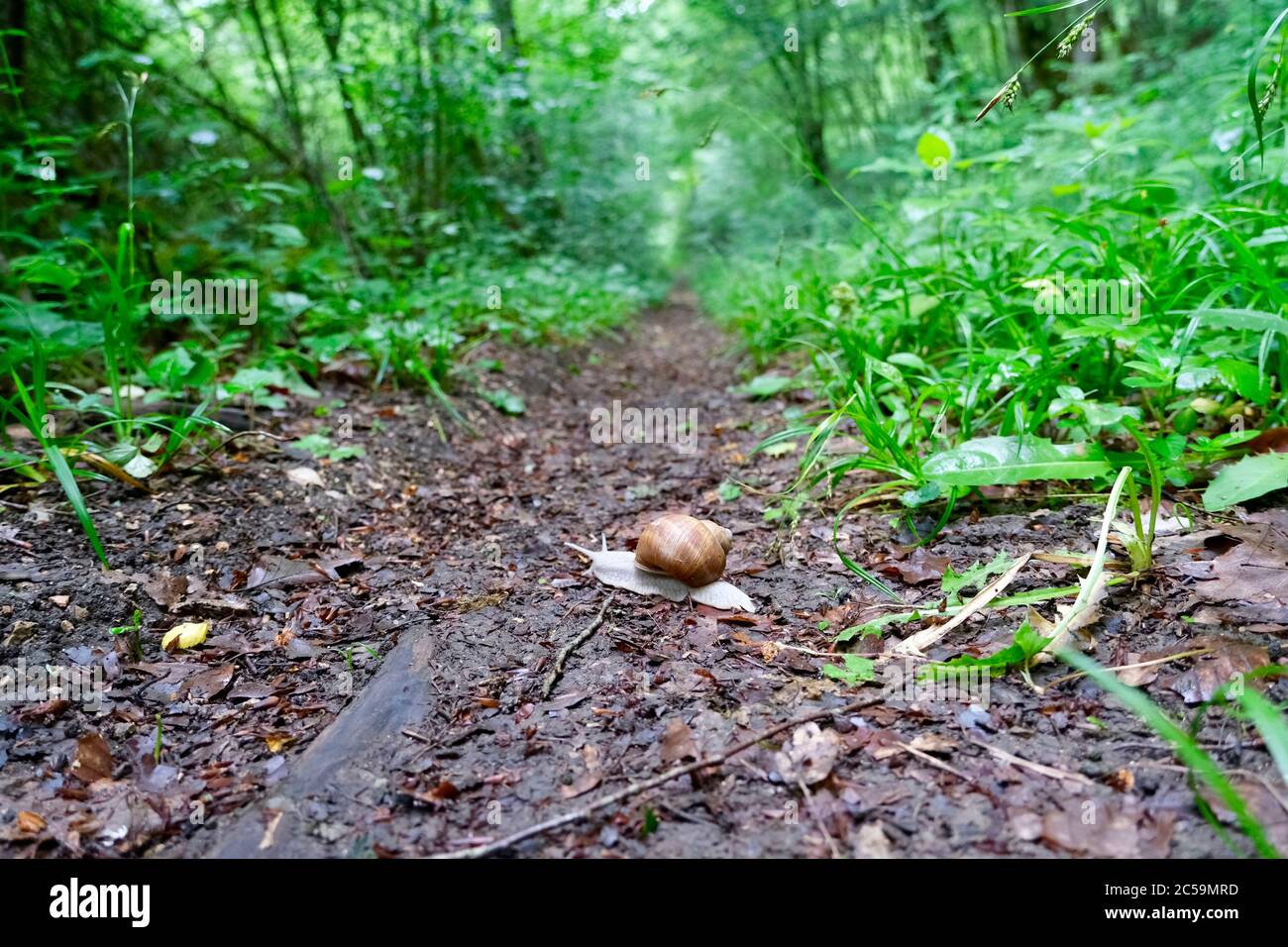 France, Cote d'Or, Val-Suzon, regional nature reserve of Val-Suzon ...