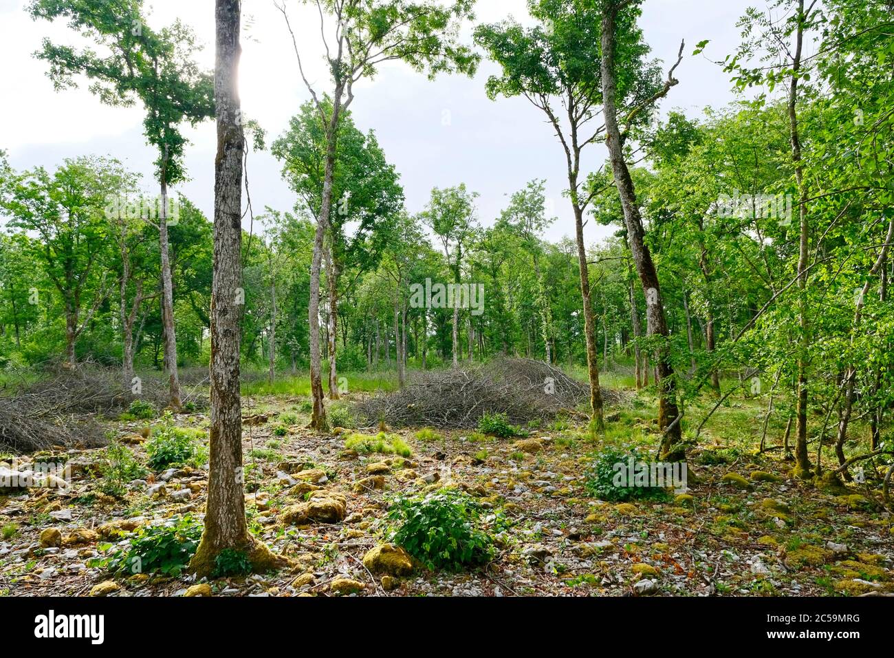 France, Cote d'Or, Val-Suzon, regional nature reserve of Val-Suzon ...