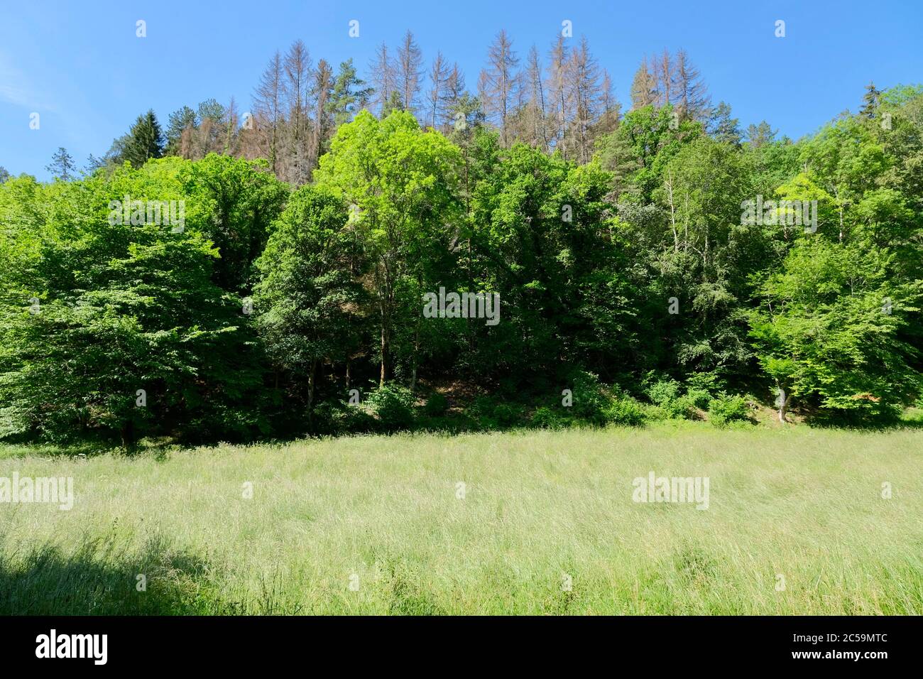 France, Cote d'Or, Val-Suzon, regional nature reserve of Val-Suzon ...