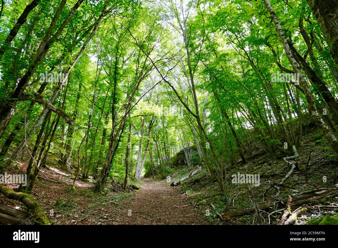 France, Cote d'Or, Val-Suzon, regional nature reserve of Val-Suzon ...