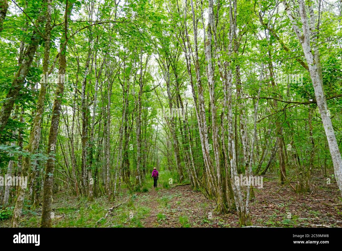 France, Cote d'Or, Val-Suzon, regional nature reserve of Val-Suzon ...