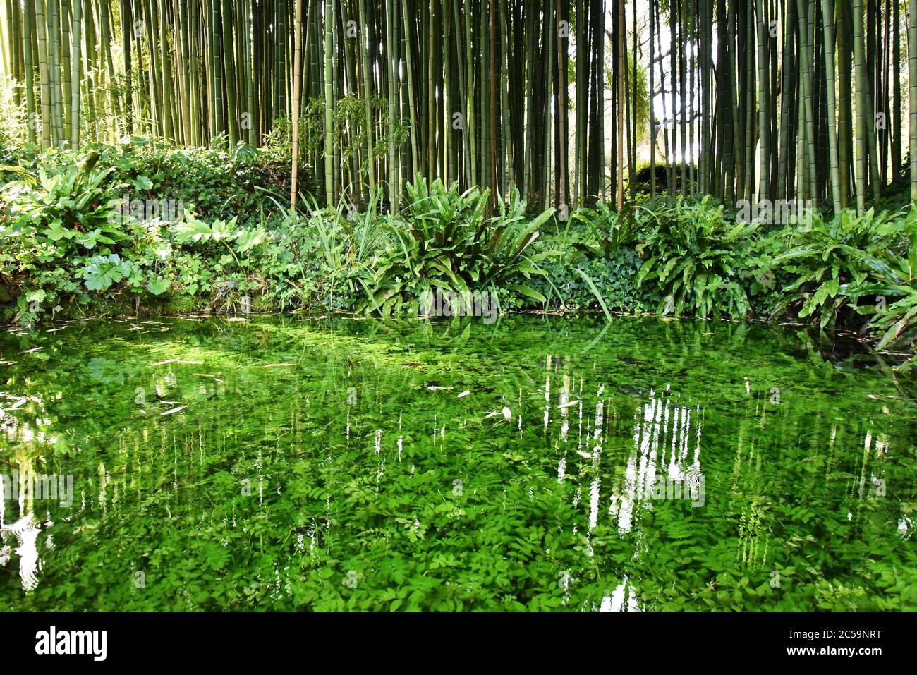Beautiful pond with many aquatic plants against a big bamboo forest ...