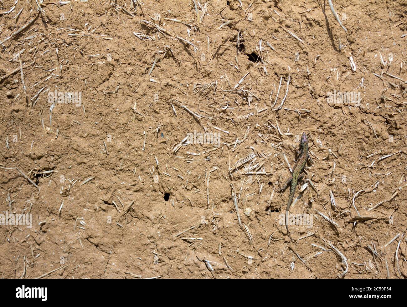 Old rural wall texture of clay and straw with lizard crawling on Stock ...