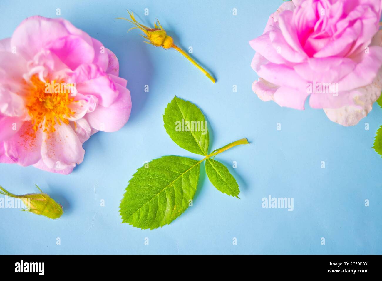 Border of briar hi-res stock photography and images - Alamy