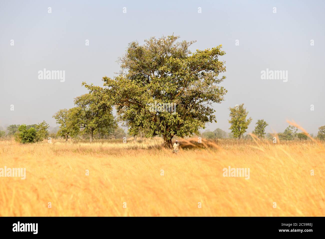 Benin Africa Forest High Resolution Stock Photography and Images - Alamy