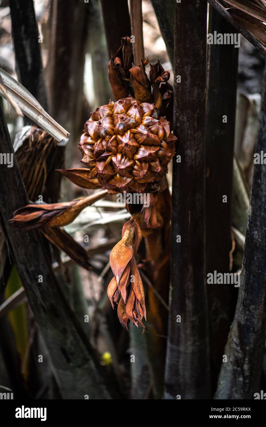 Nipah palm trees hi-res stock photography and images - Alamy