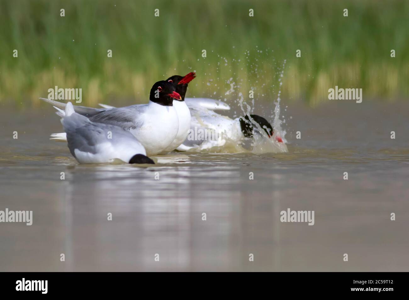 Nature and birds. White Gulls. Blue green nature background. Bird ...