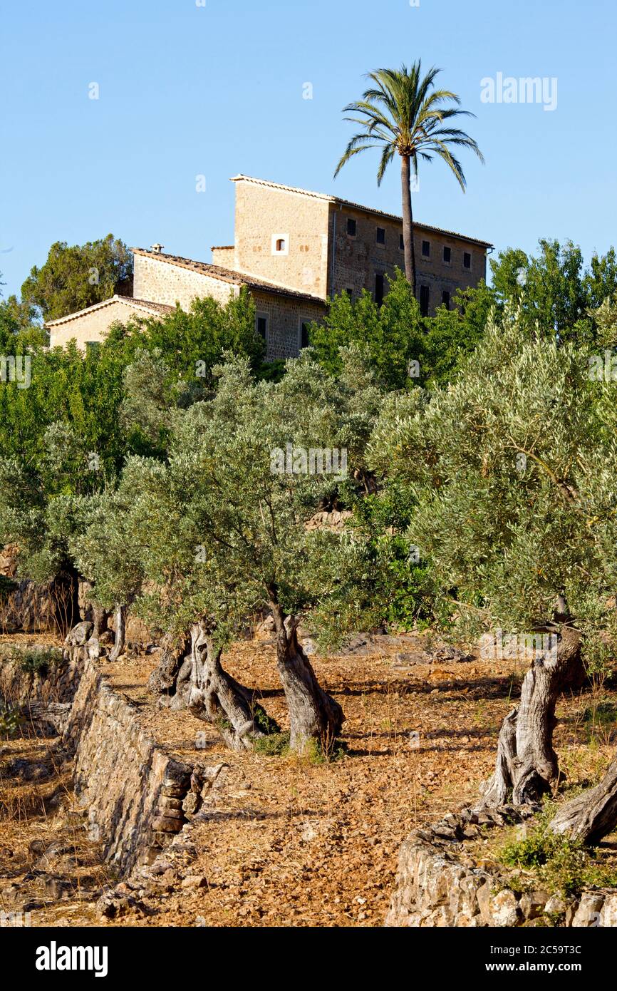 Spain, The Balearic Islands, island of Majorca, landscape of olive ...