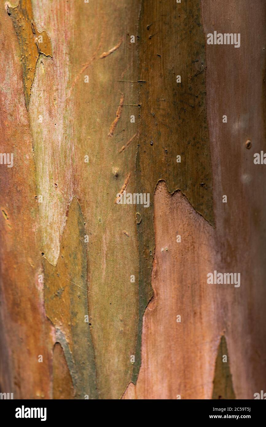 Kayu hi-res stock photography and images - Alamy