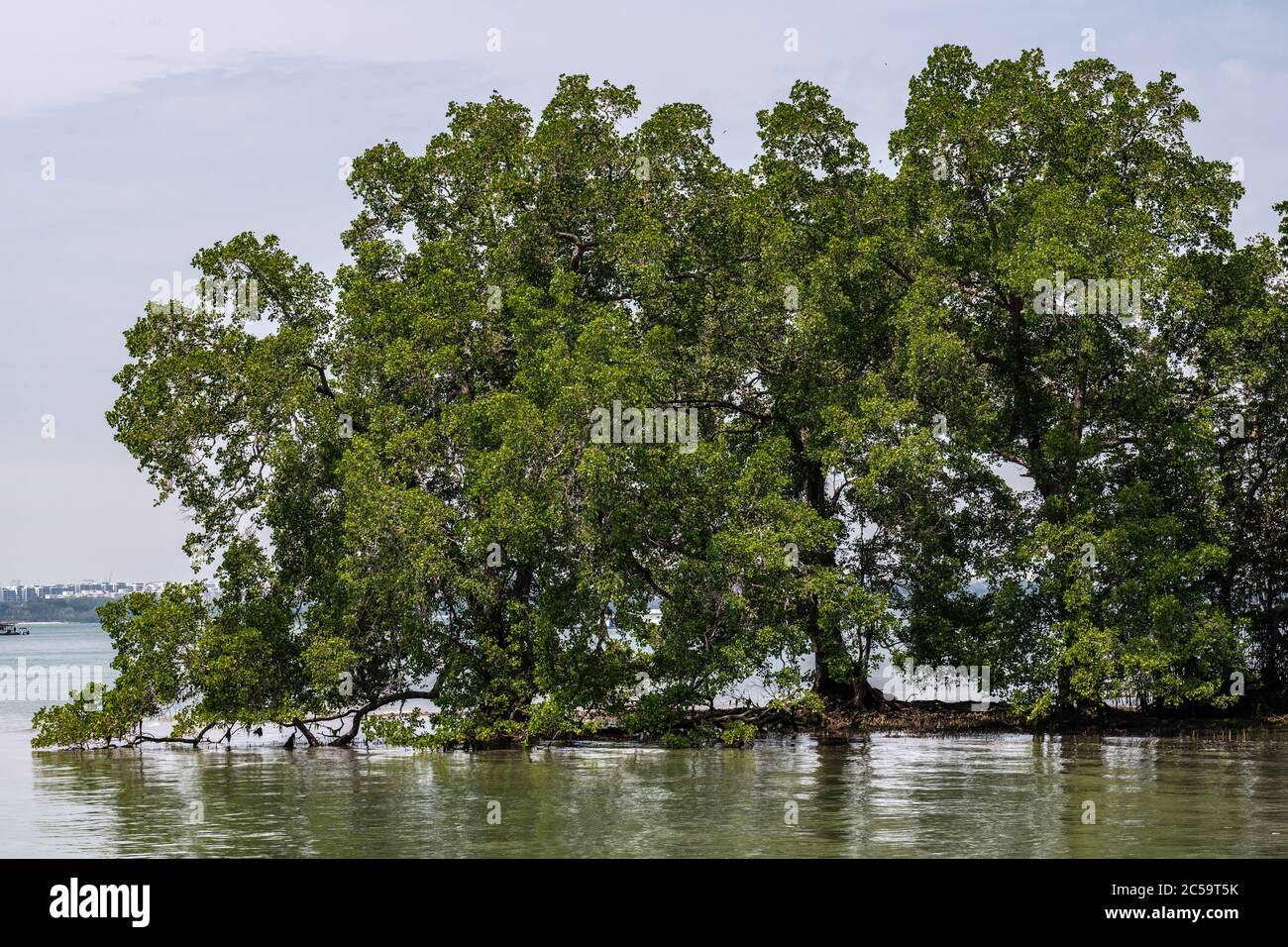 Perepat Mangrove (Sonneratia alba Stock Photo - Alamy