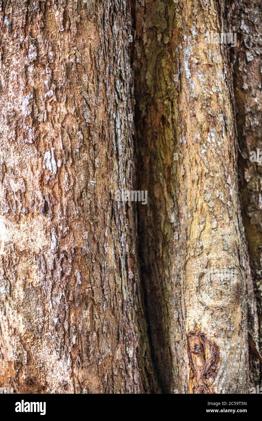 Bark of Bloodwood or Sangre de Gallo Tree (Pterocarpus rohrii Stock ...