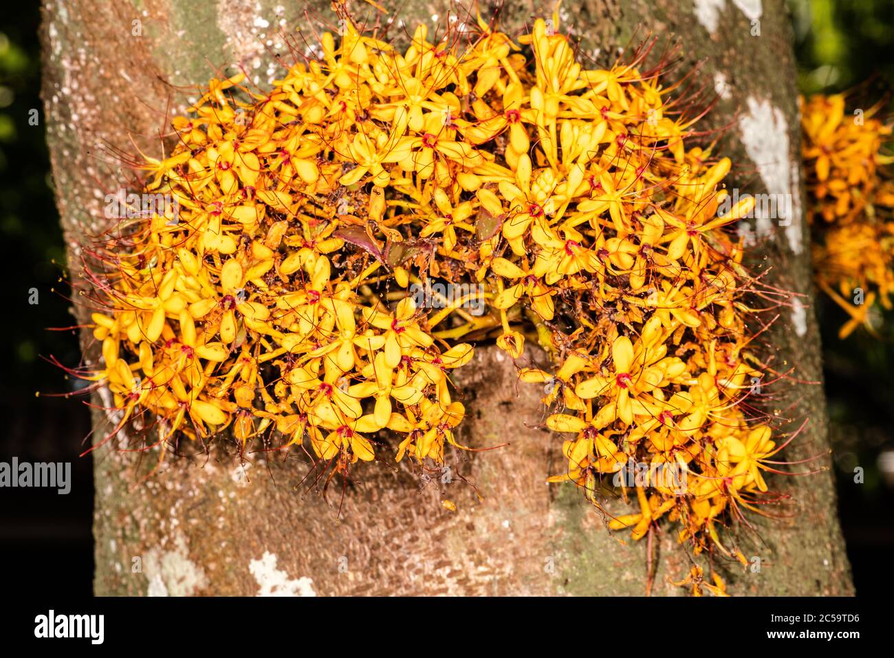 Flowers of Yellow Saraca (Saraca thaipingensis Stock Photo - Alamy