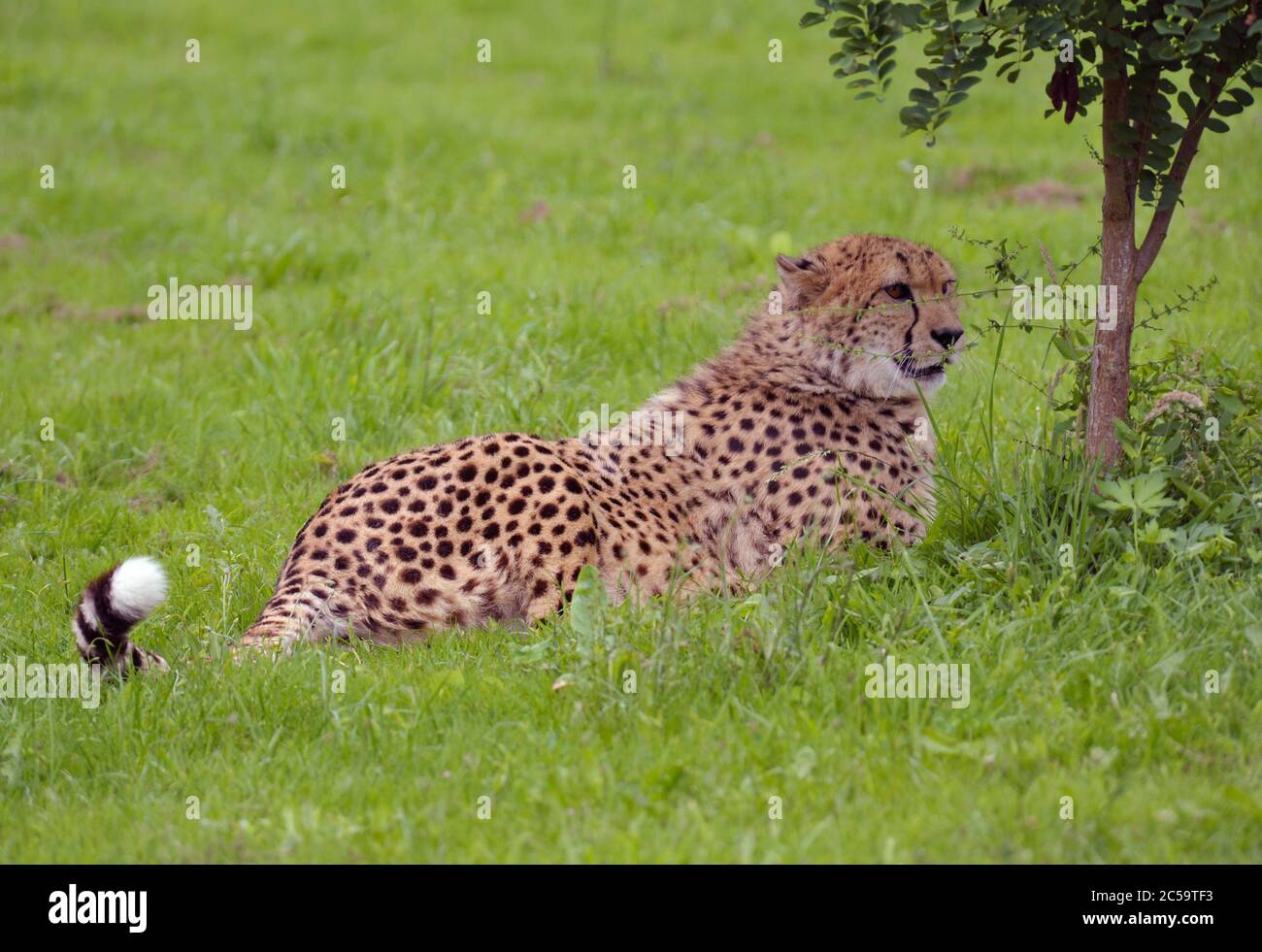 Cheetah laying in grass Stock Photo - Alamy