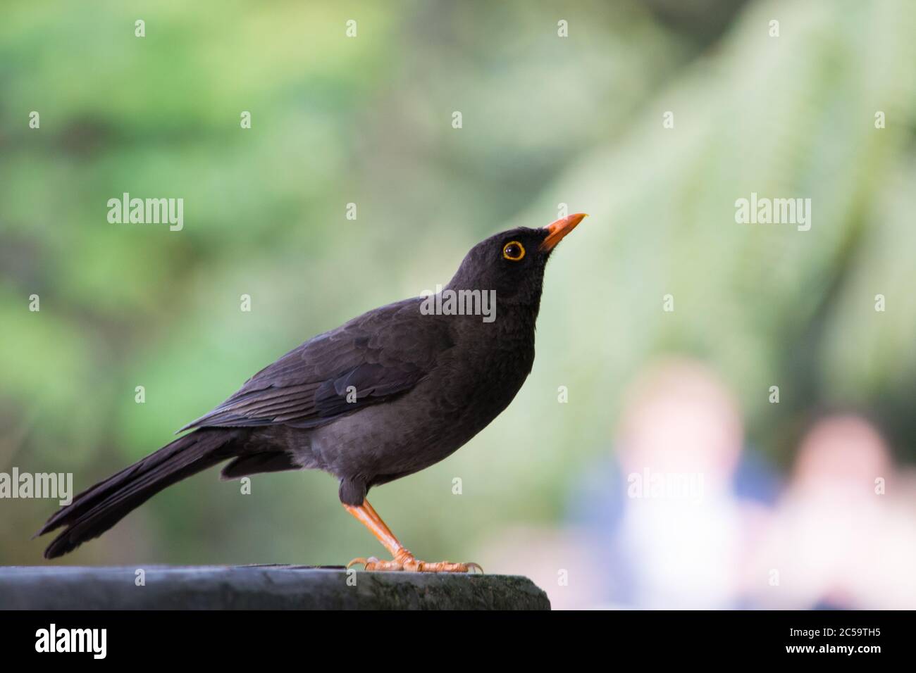 Mirla hi-res stock photography and images - Alamy