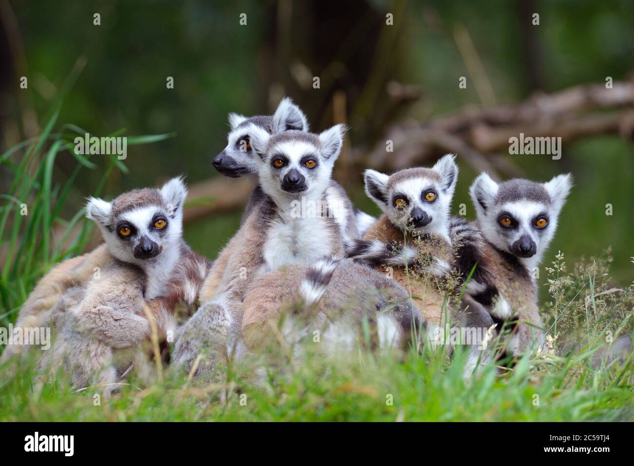 Primate family tree hi-res stock photography and images - Alamy