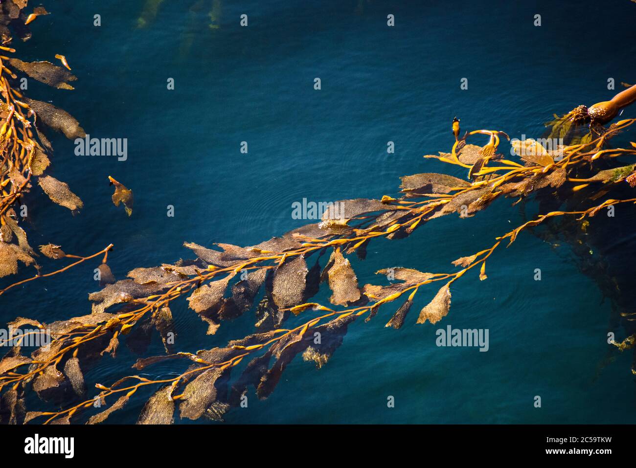 Tree kelp hi-res stock photography and images - Alamy