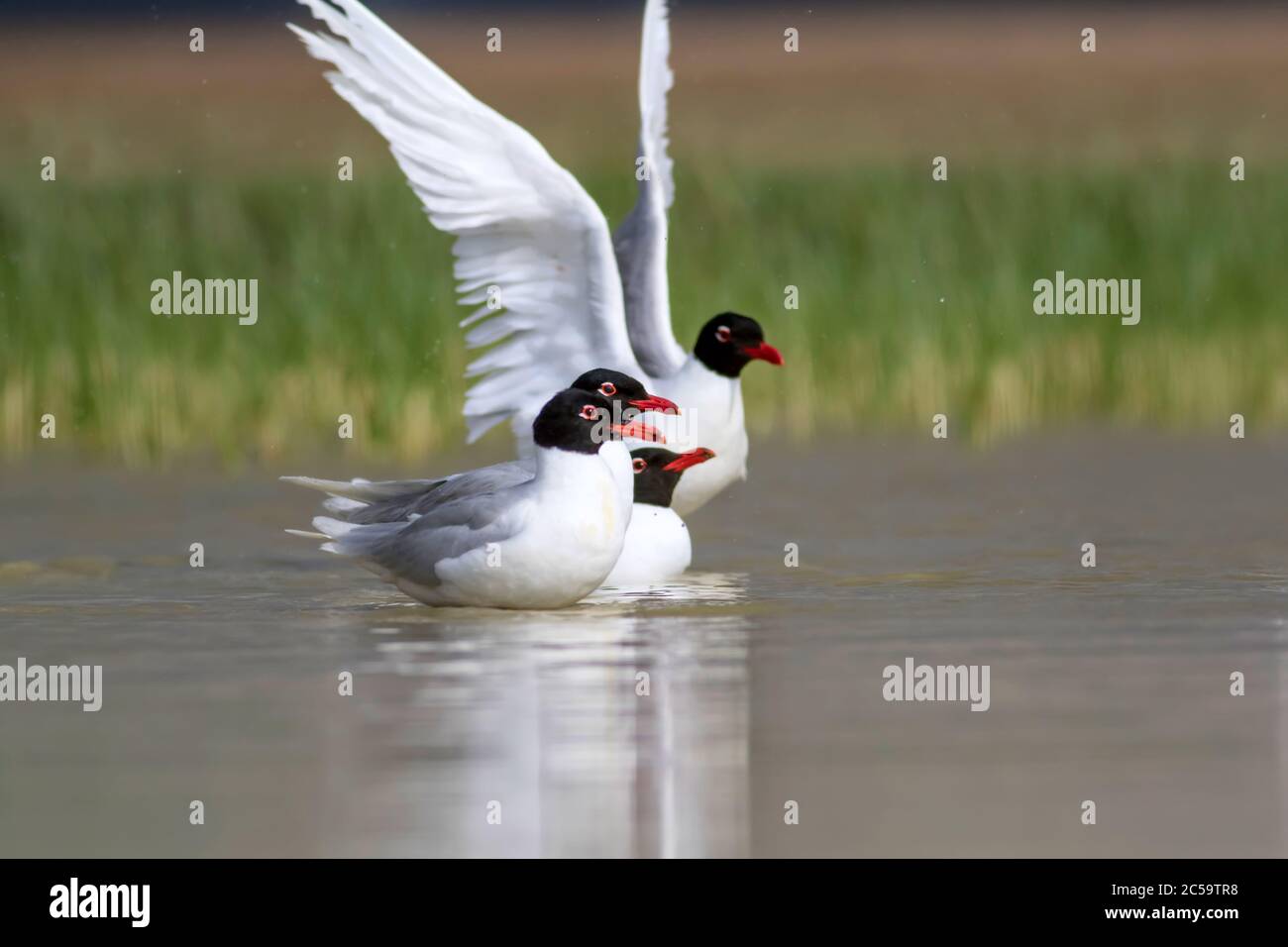 Nature and birds. White Gulls. Blue green nature background. Bird ...