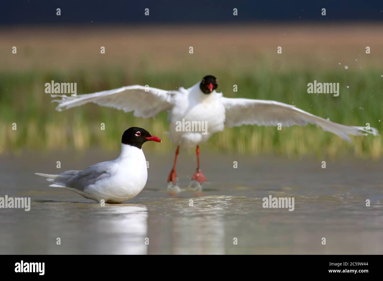 Nature and birds. White Gulls. Blue green nature background. Bird ...
