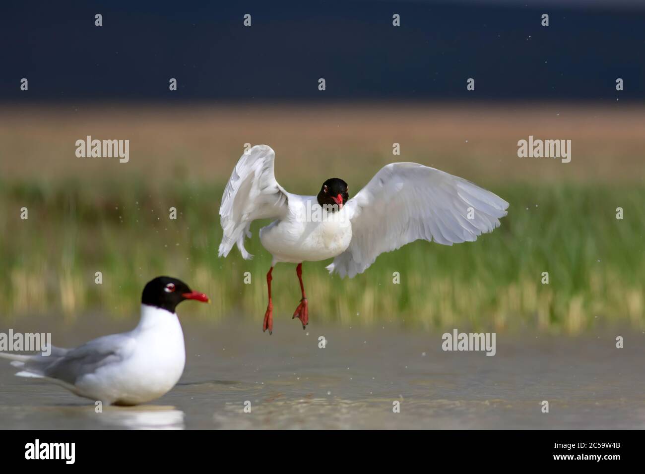 Nature and birds. White Gulls. Blue green nature background. Bird ...