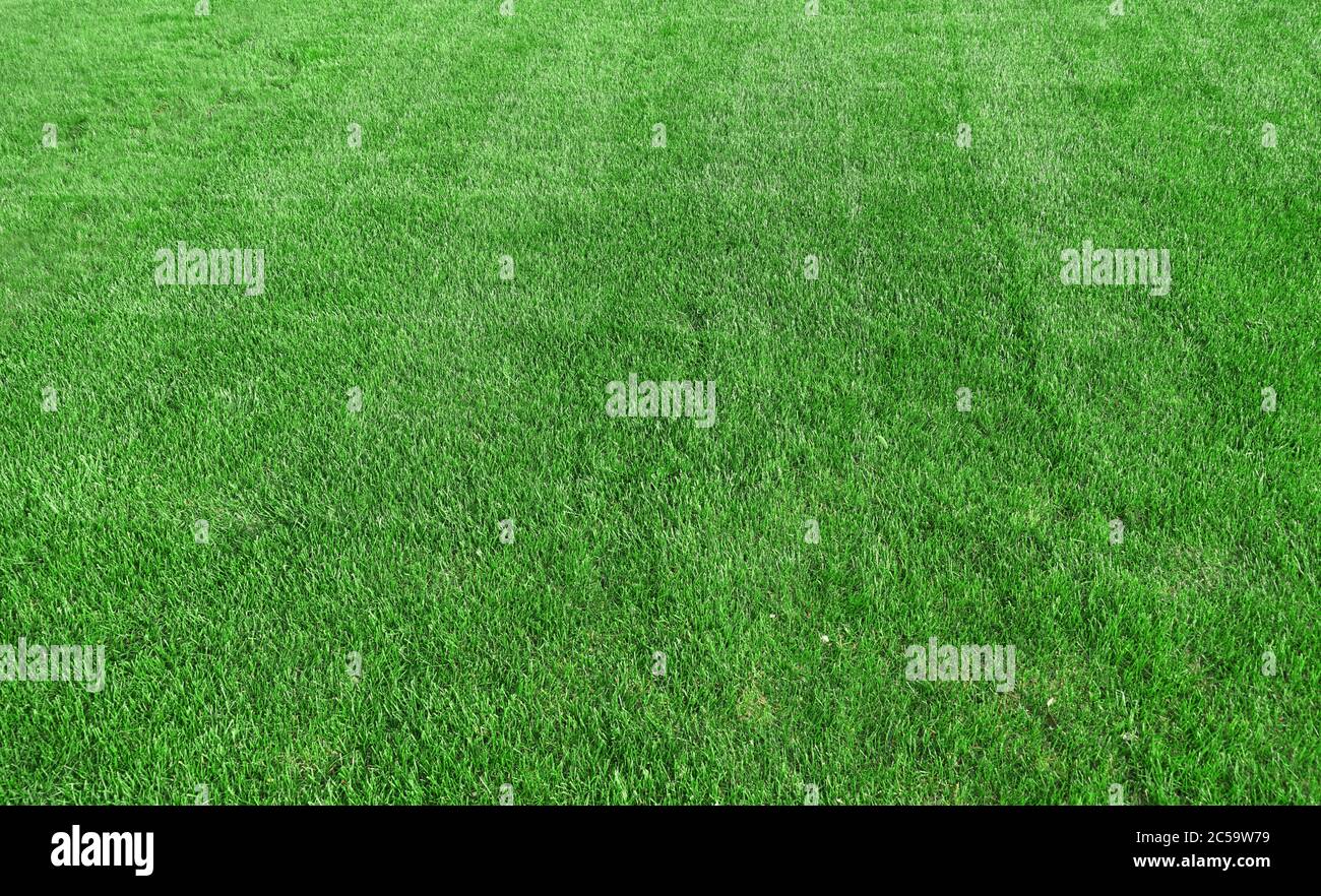 Real green grass hi-res stock photography and images - Alamy
