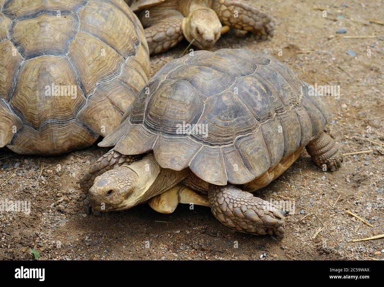 African Spurred tortoise Stock Photo - Alamy