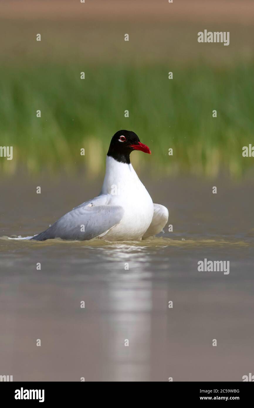 Nature and birds. White Gulls. Blue green nature background. Bird ...