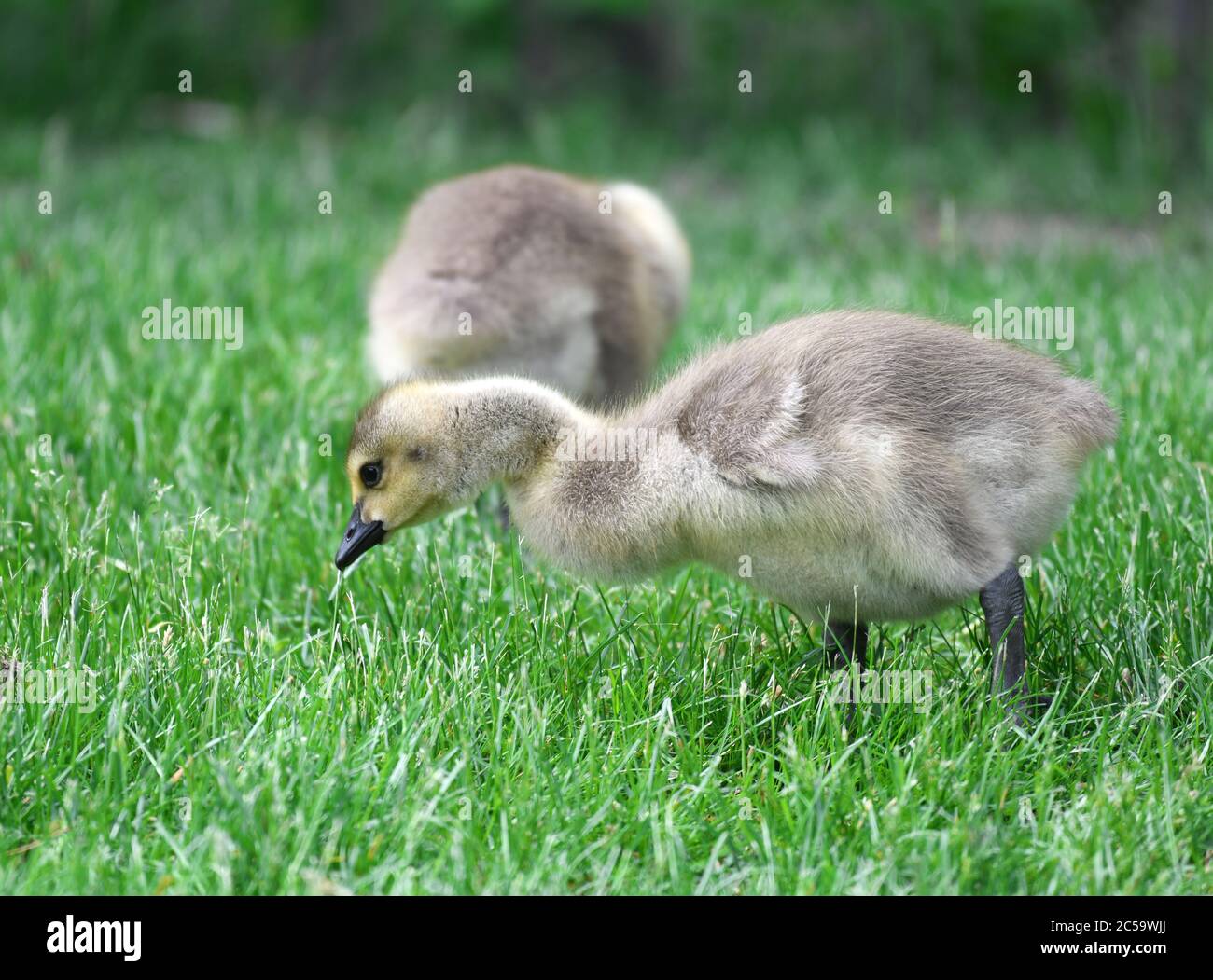 Canada goose goslings eating hi-res stock photography and images - Alamy