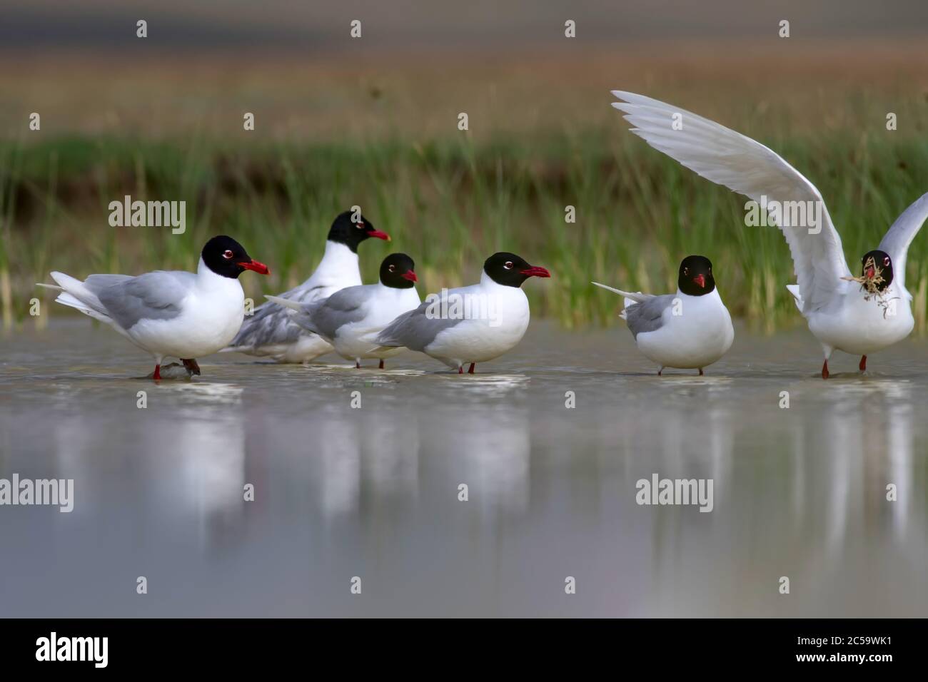 Nature and birds. White Gulls. Blue green nature background. Bird ...