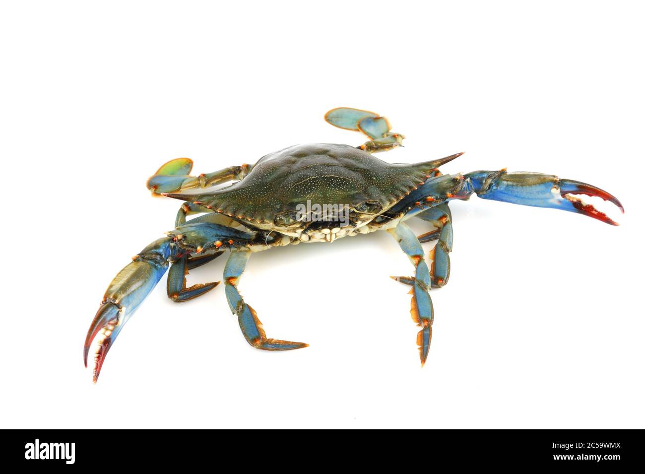 live blue crab isolated on white background Stock Photo - Alamy