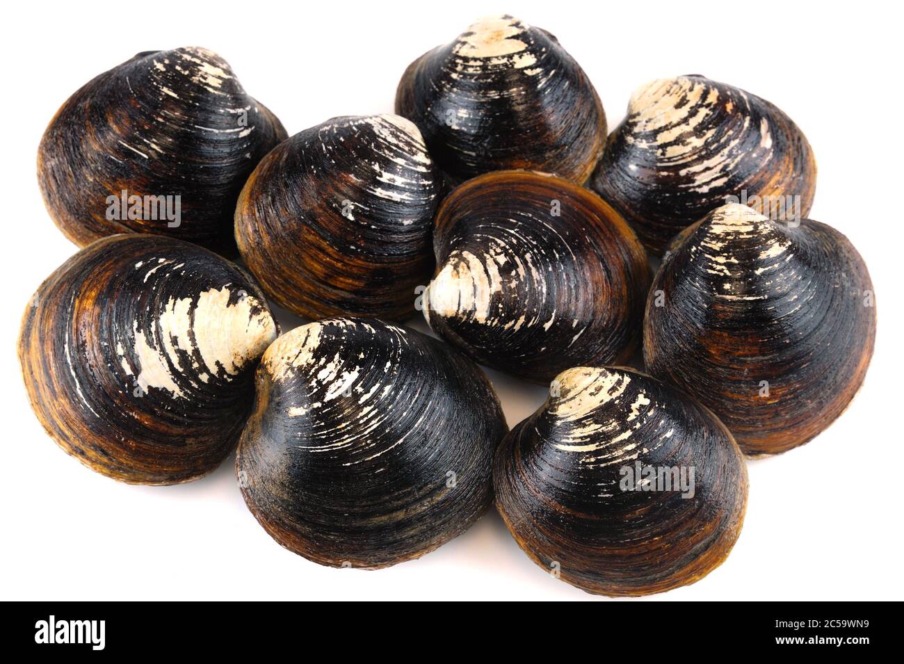 Black live Cut Out Stock Images & Pictures - Alamy