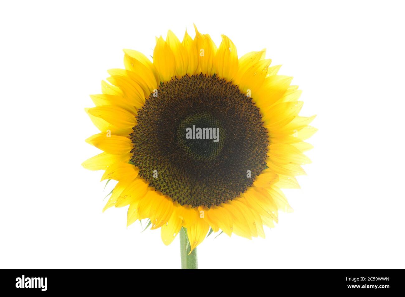 Single sunflower isolated on white background Stock Photo - Alamy
