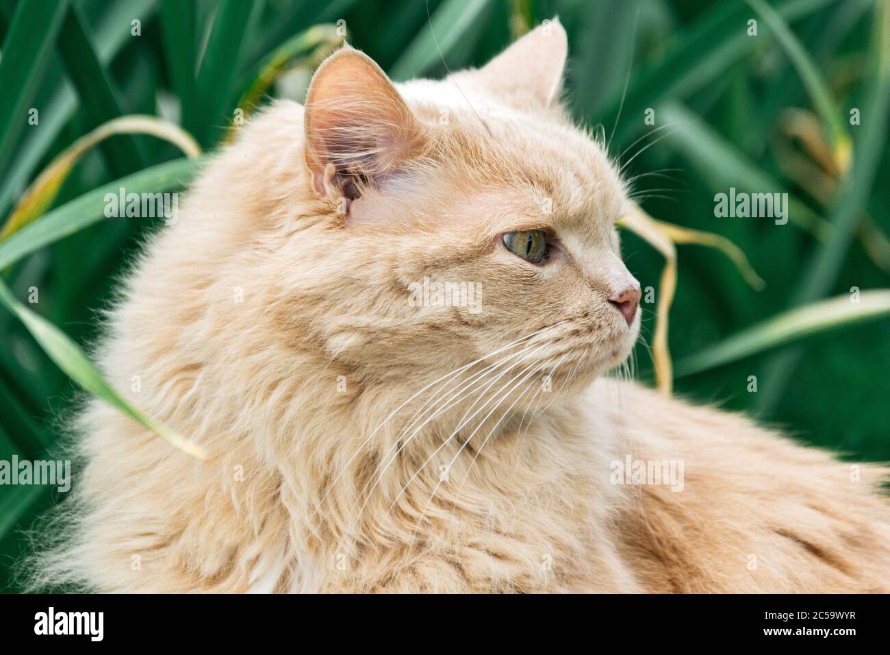 Beautiful persian cat hi-res stock photography and images - Alamy