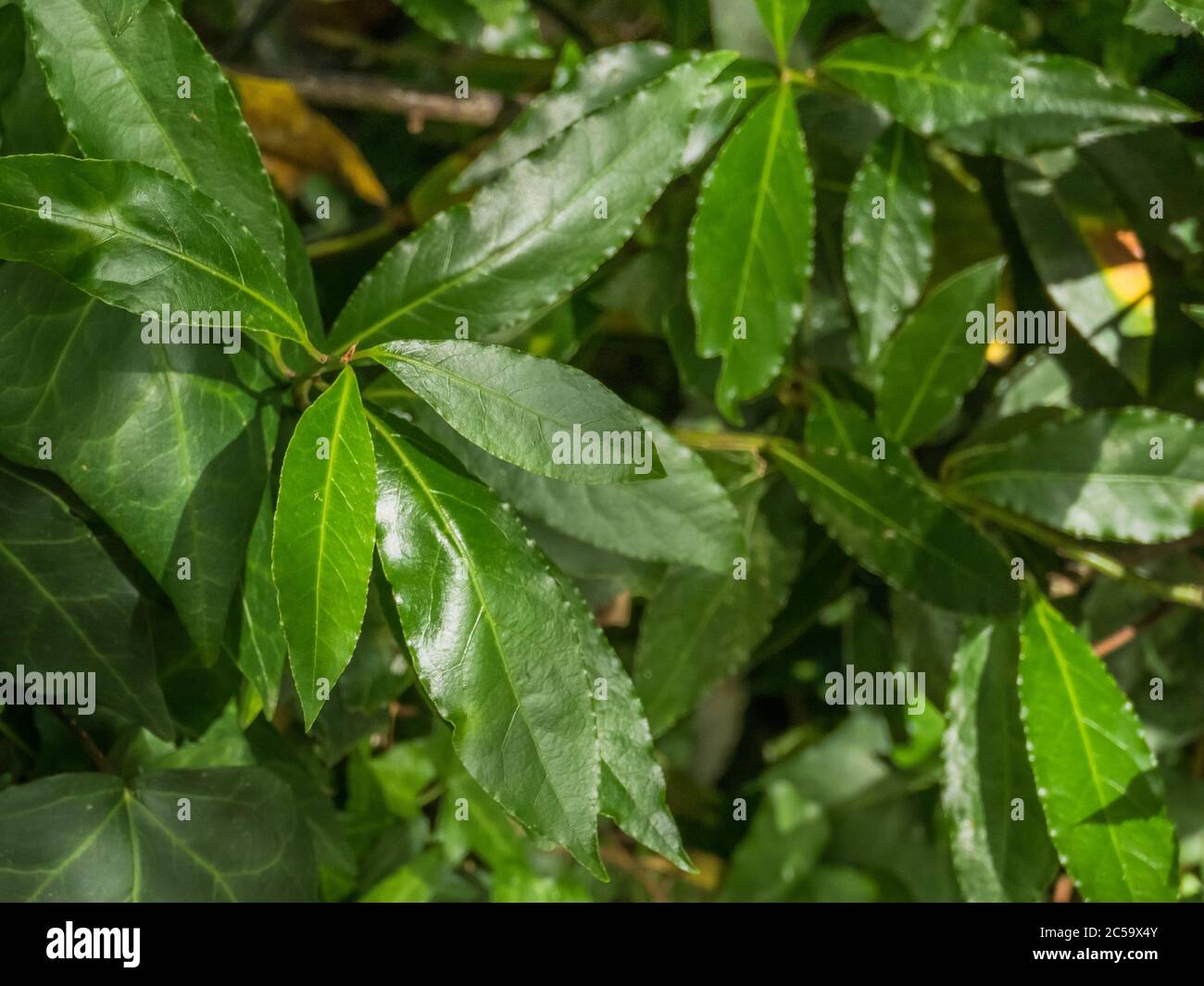 Laurel plants hi-res stock photography and images - Alamy