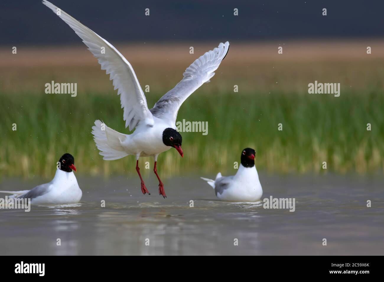 Nature and birds. White Gulls. Blue green nature background. Bird ...