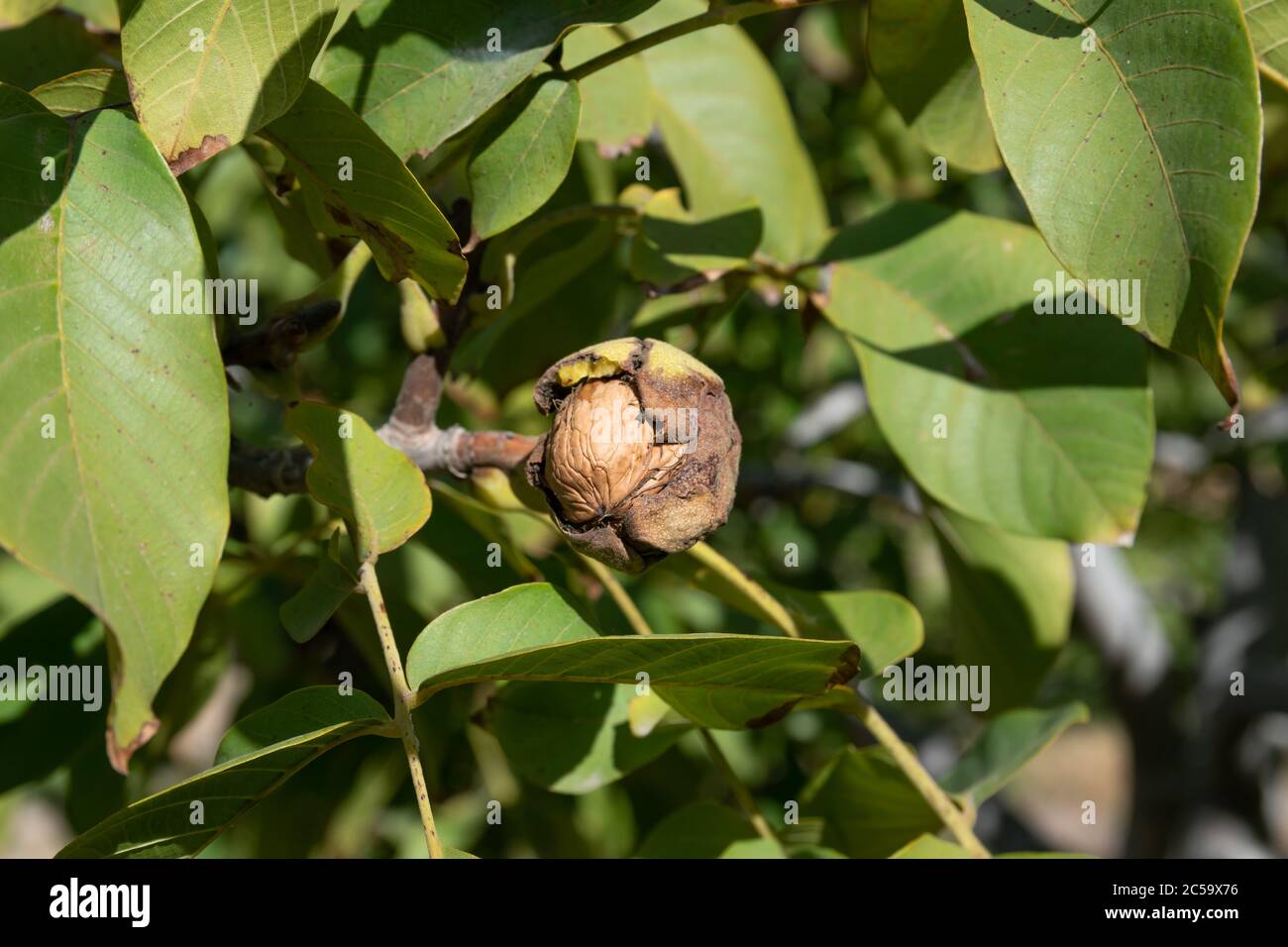 Selective focus shot of a ripe walnut hanging on a tree and ready to ...