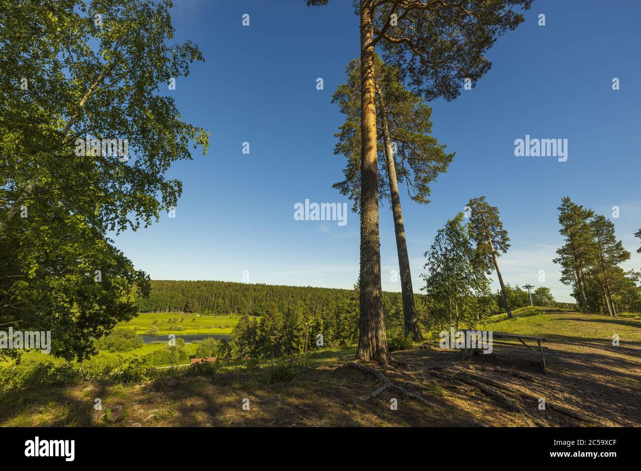 Gorgeous summer landscape view. Hilltop forest trees on blue sky ...