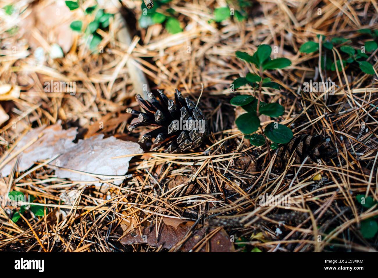 Fallen pine cones dry hi-res stock photography and images - Alamy