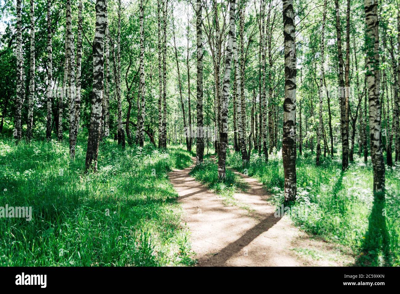 Birch grove in the summer sunny forest Stock Photo - Alamy
